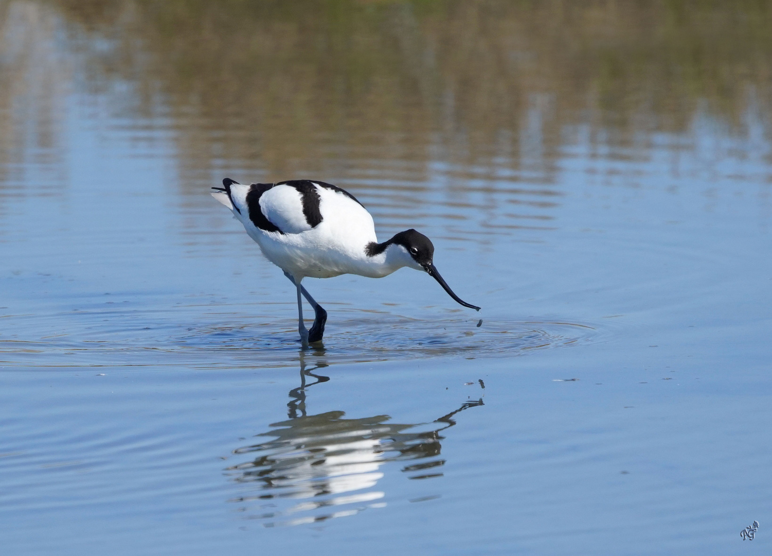L'avocette photo et image | animaux, nature Images fotocommunity