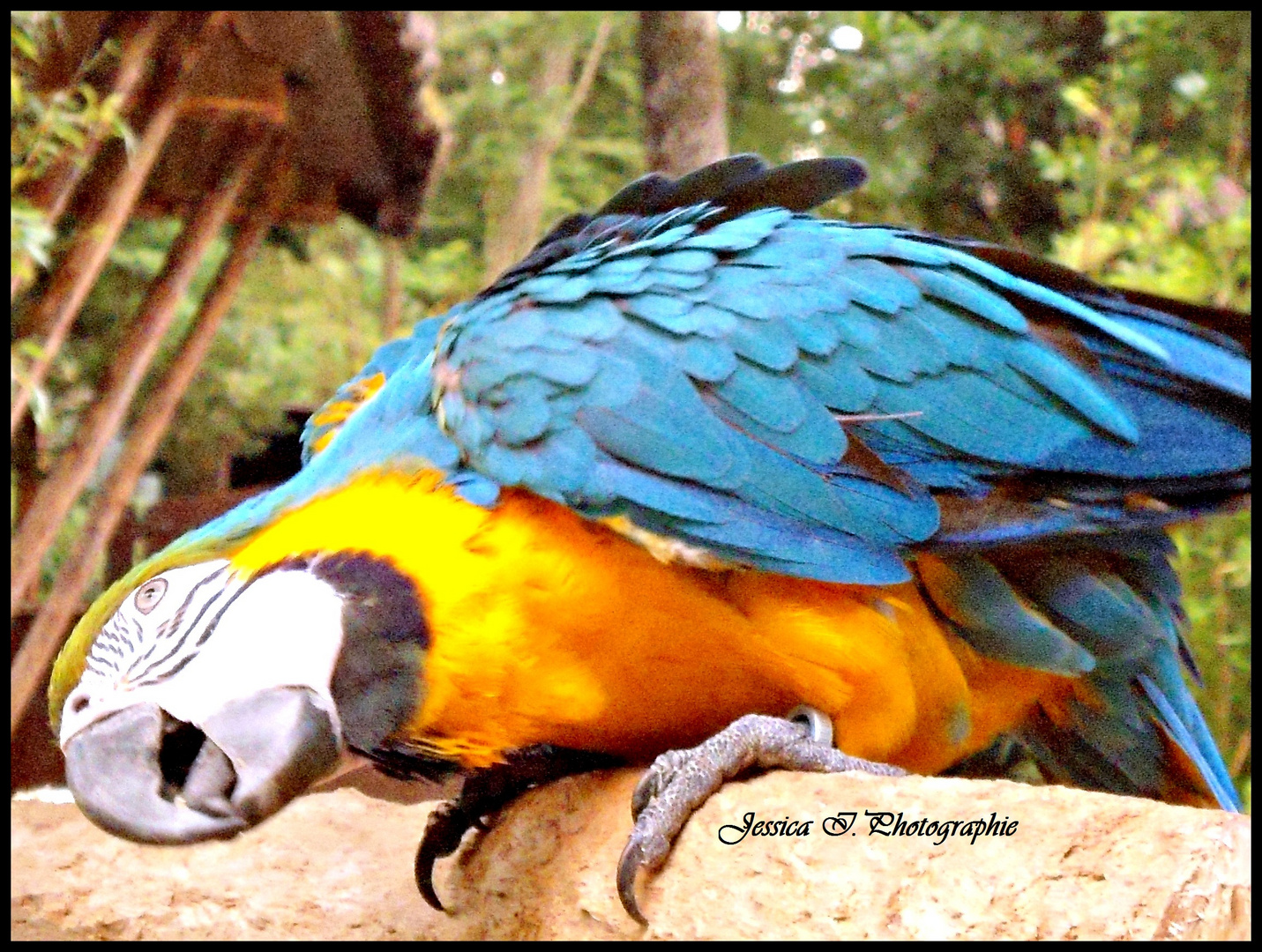 Le ara ararauna photo et image | animaux, animaux sauvages, oiseaux ...