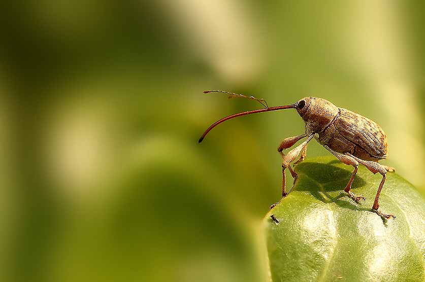 Le balanin loufoque...;-) photo et image | macro nature, macro insectes ...
