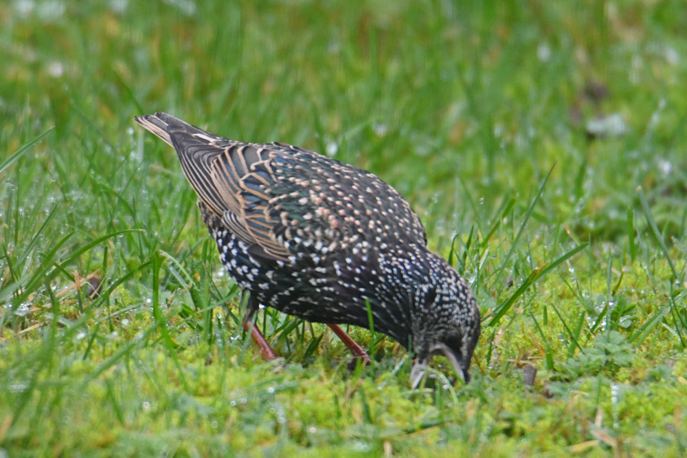 Le bec grand ouvert photo et image | animaux, animaux sauvages, oiseaux ...