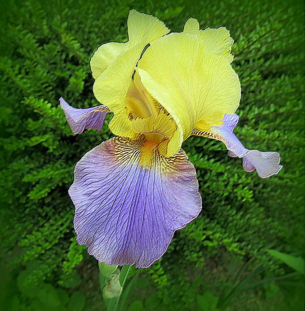 le bicolore du jardin..... photo et image | fleurs, iris , nature ...
