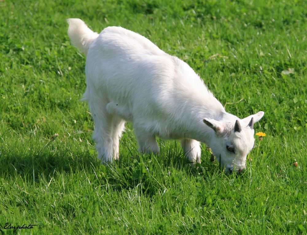 Le biquet photo et image | animaux, ferme, special Images fotocommunity