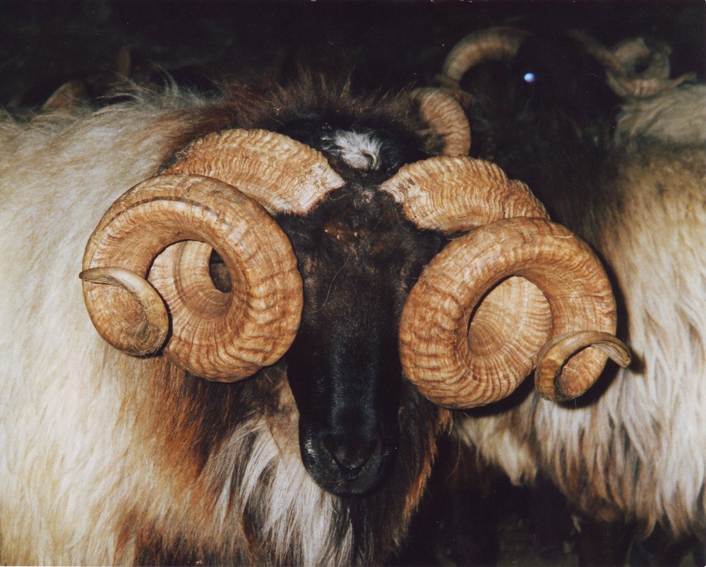 Le bêlier photo et image | animaux, animaux domestiques, nature ...