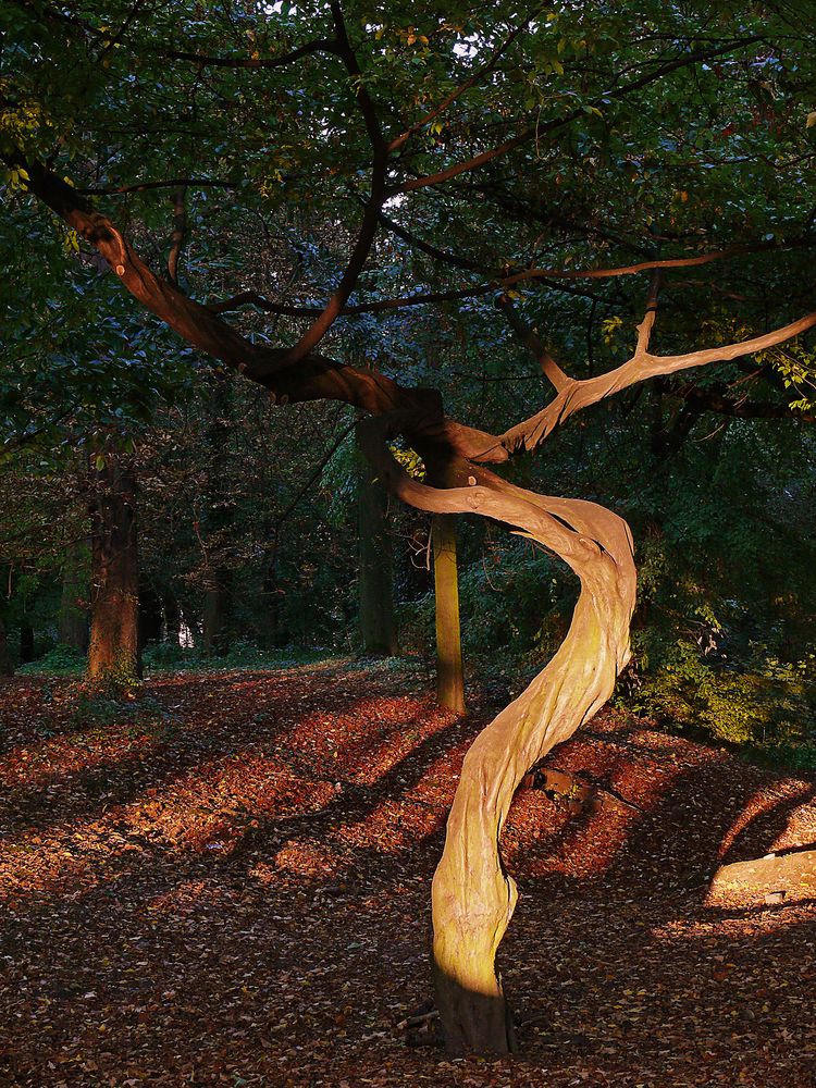 Le bossu photo et image | arbres, nature Images fotocommunity