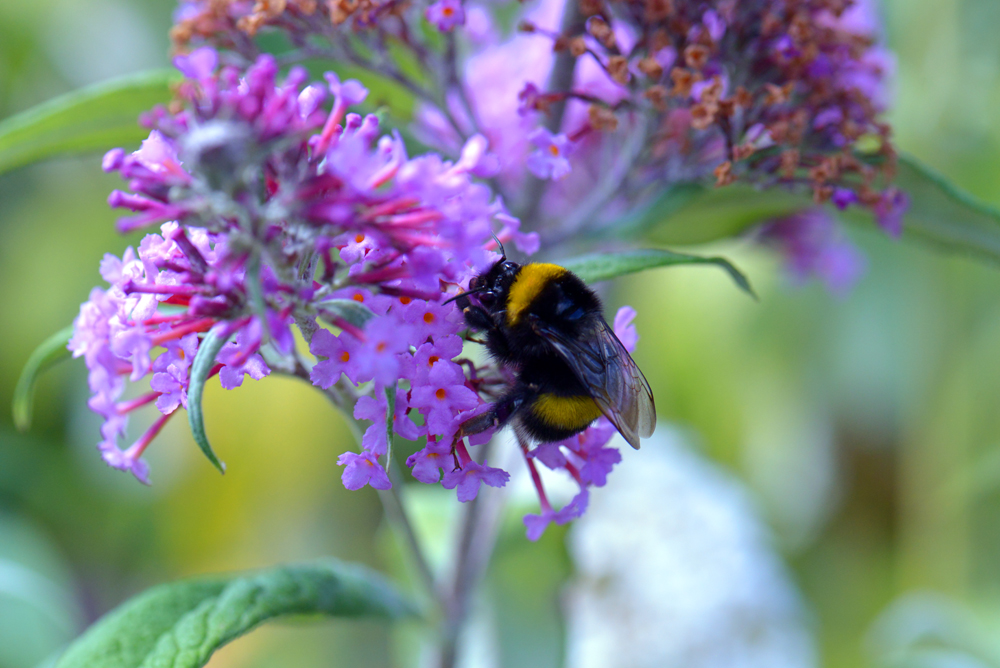Le bourdon aussi... photo et image | fleurs, macro insecte, 19-07-2017 ...