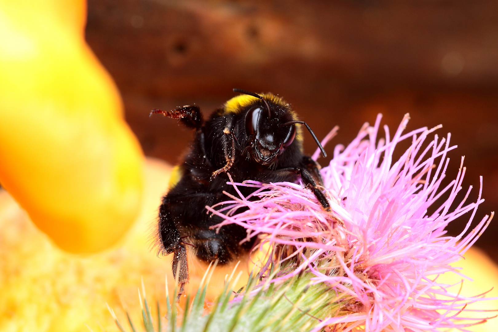 le bourdon photo et image | nature, macro, insectes Images fotocommunity