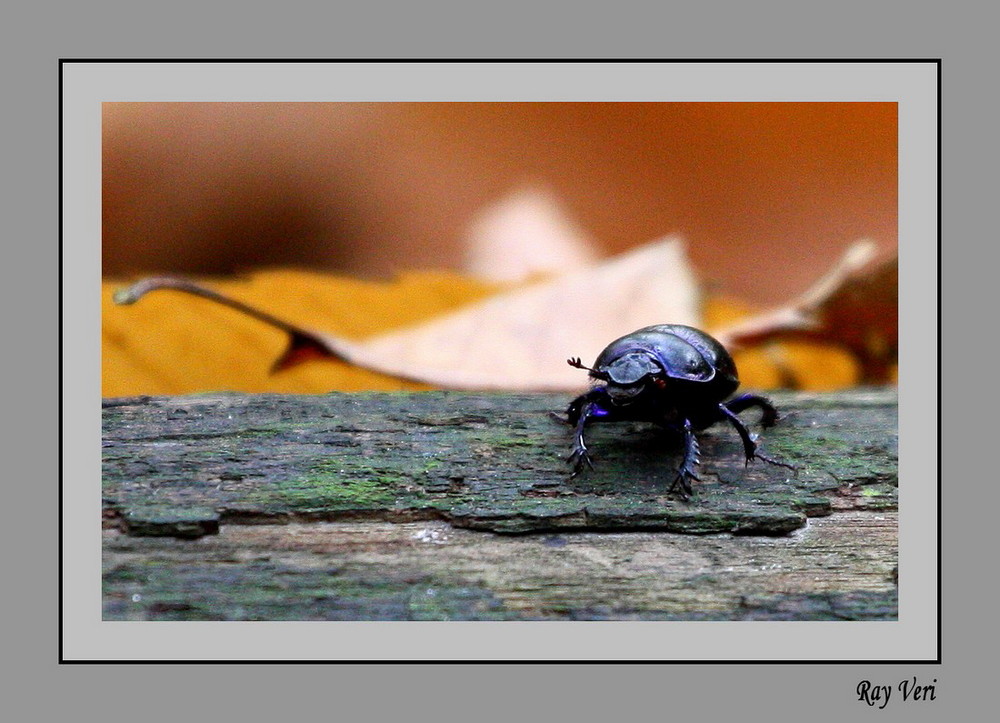 le bousier photo et image | macro nature, macro insectes, insectes ...