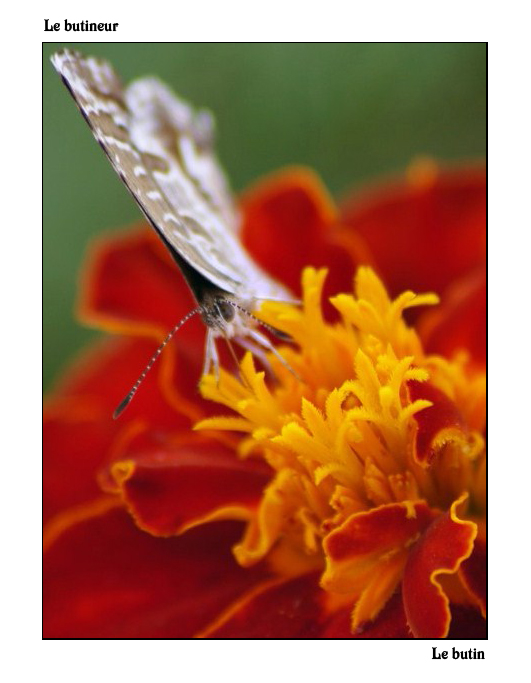 Le Butineur et le Butin photo et image | nature, faune & flore, jeunes ...