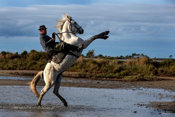 Les chevaux Images & Photos