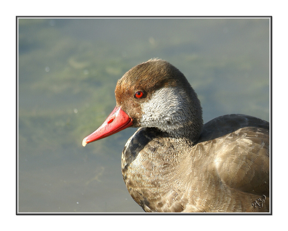 le canard photo et image | animaux, animaux sauvages, oiseaux Images ...