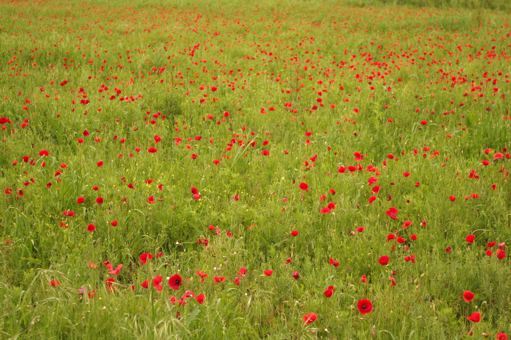 Le champs .... photo et image | paysages, paysages de campagne, nature ...