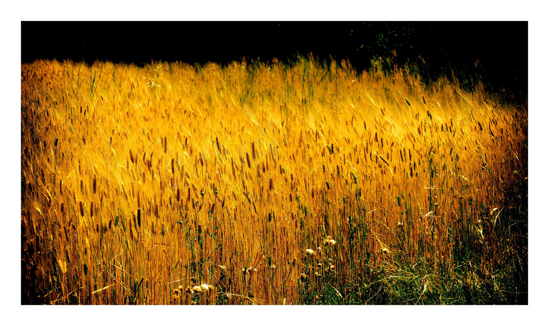 Le champs de blé photo et image | europe, france, paysages Images fotocommunity