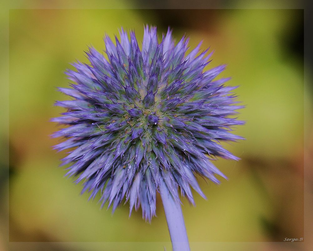 Le Chardon photo et image | fleurs, nature Images fotocommunity