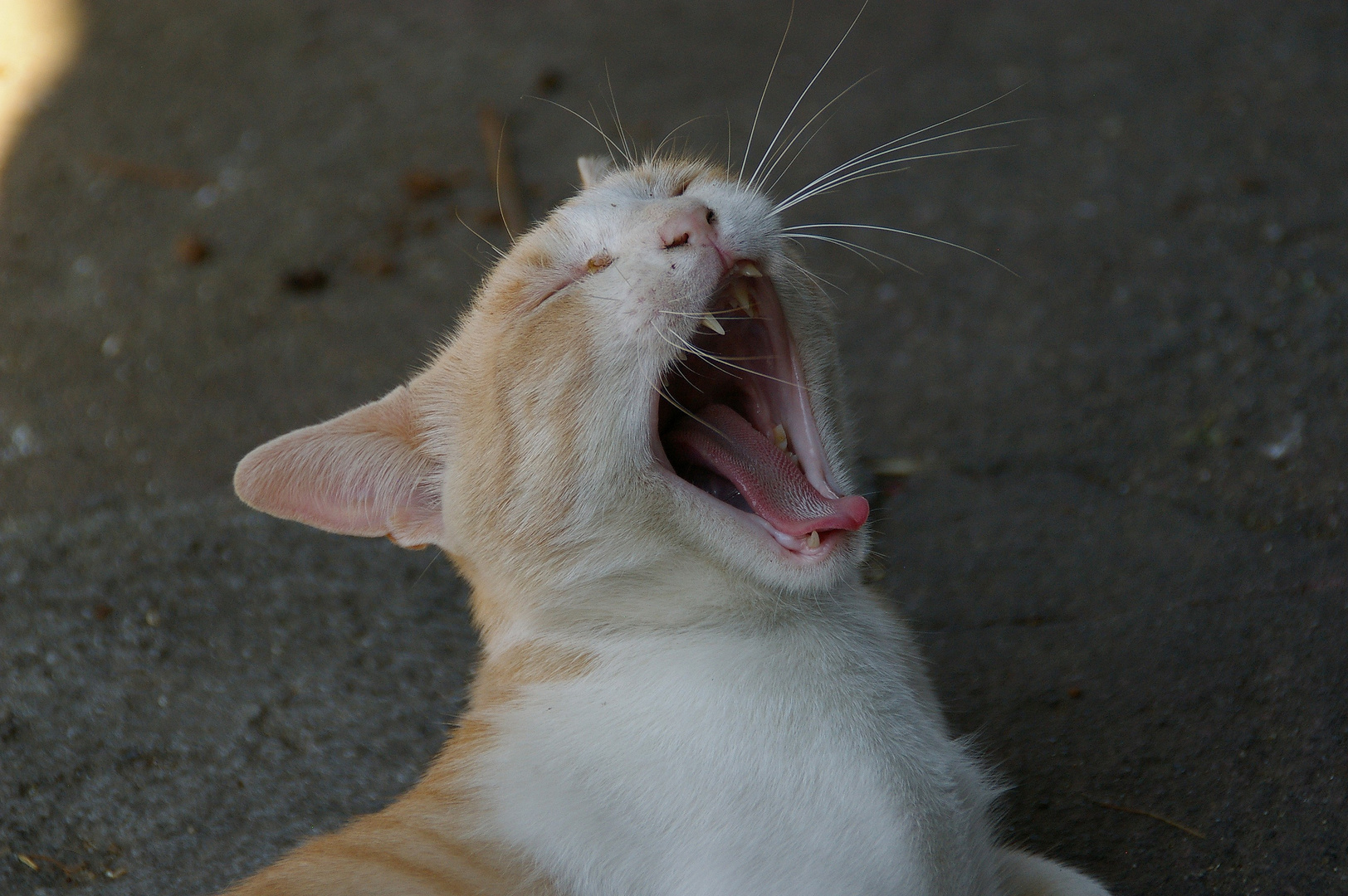 le chat boby. photo et image | animaux, animaux domestiques, nature ...