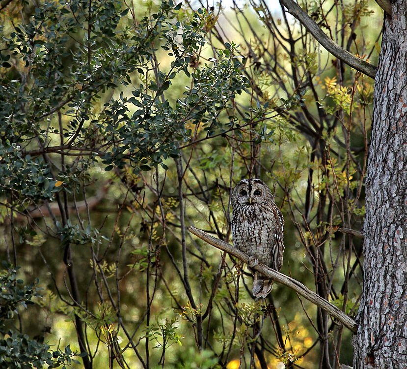 Le Chat-Huant photo et image | archives des concours, 2013-2014 ...