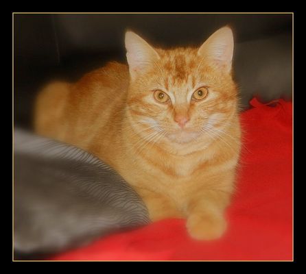 Chats Images & Photos