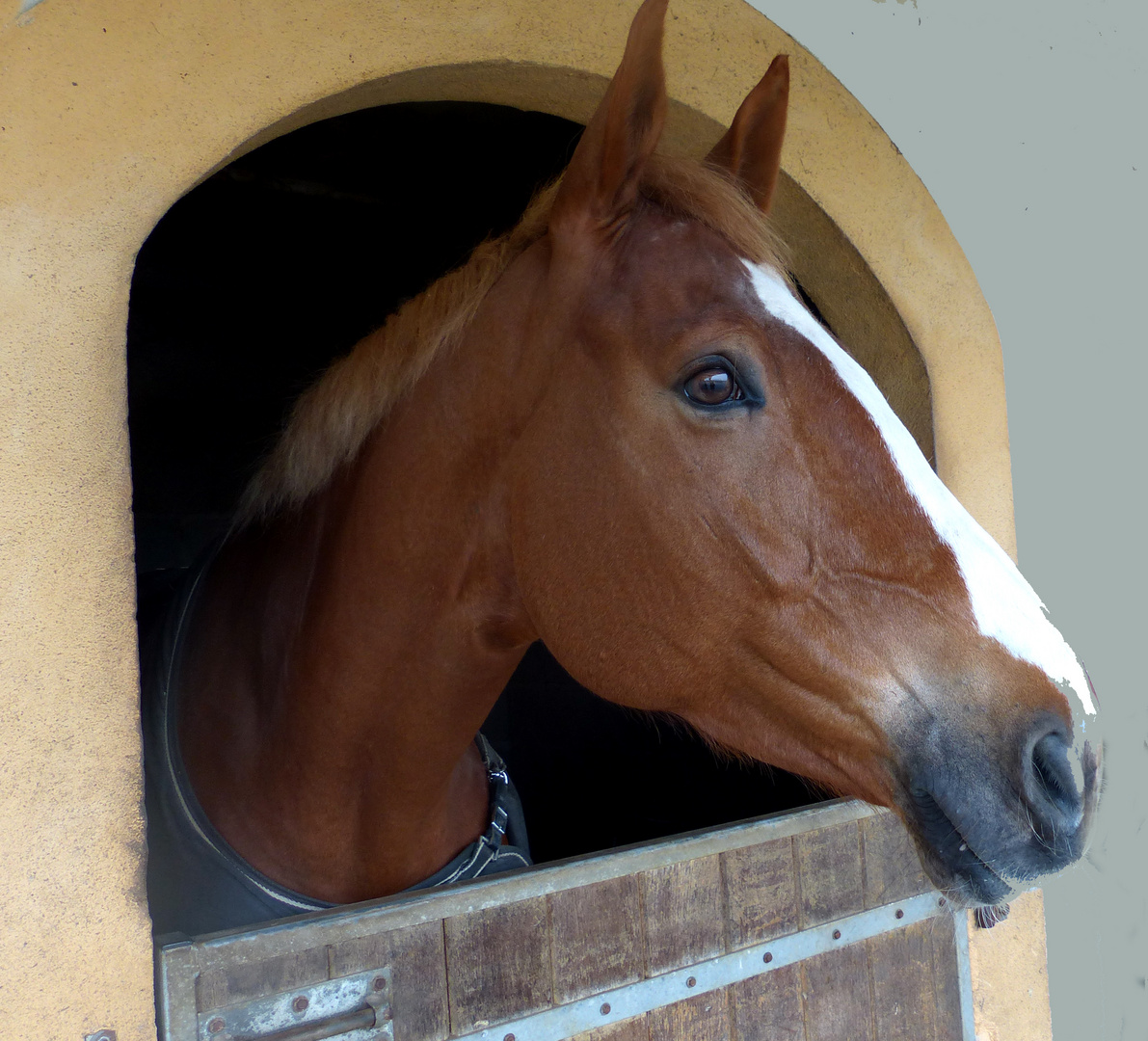 Le cheval à l'oreille coupée... photo et image | animaux, oiseaux du ...