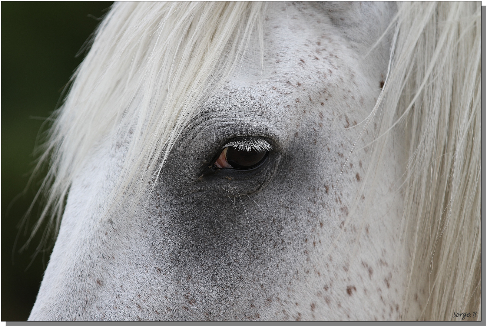 Le Cheval blanc photo et image | animaux, animaux domestiques, les ...