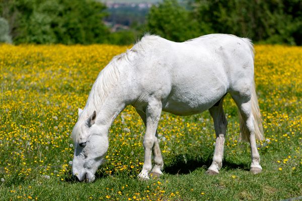 Les chevaux Images & Photos