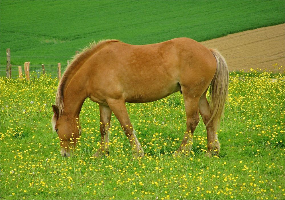 le cheval dans le pré !!!... Foto & Bild | tiere, haustiere, pferde ...