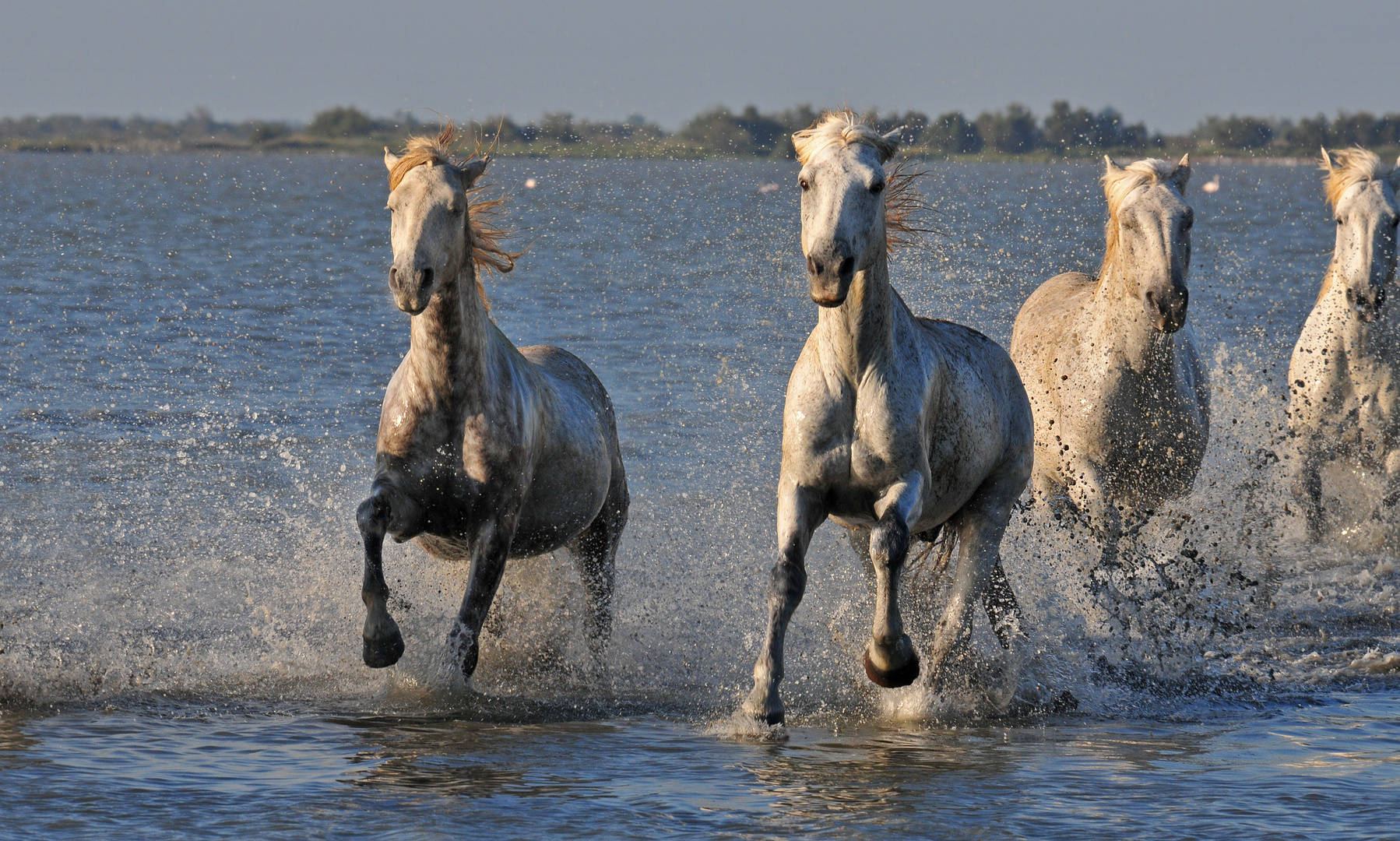 Le Cheval ! Roi de la Camargue ! photo et image | nature, animals ...
