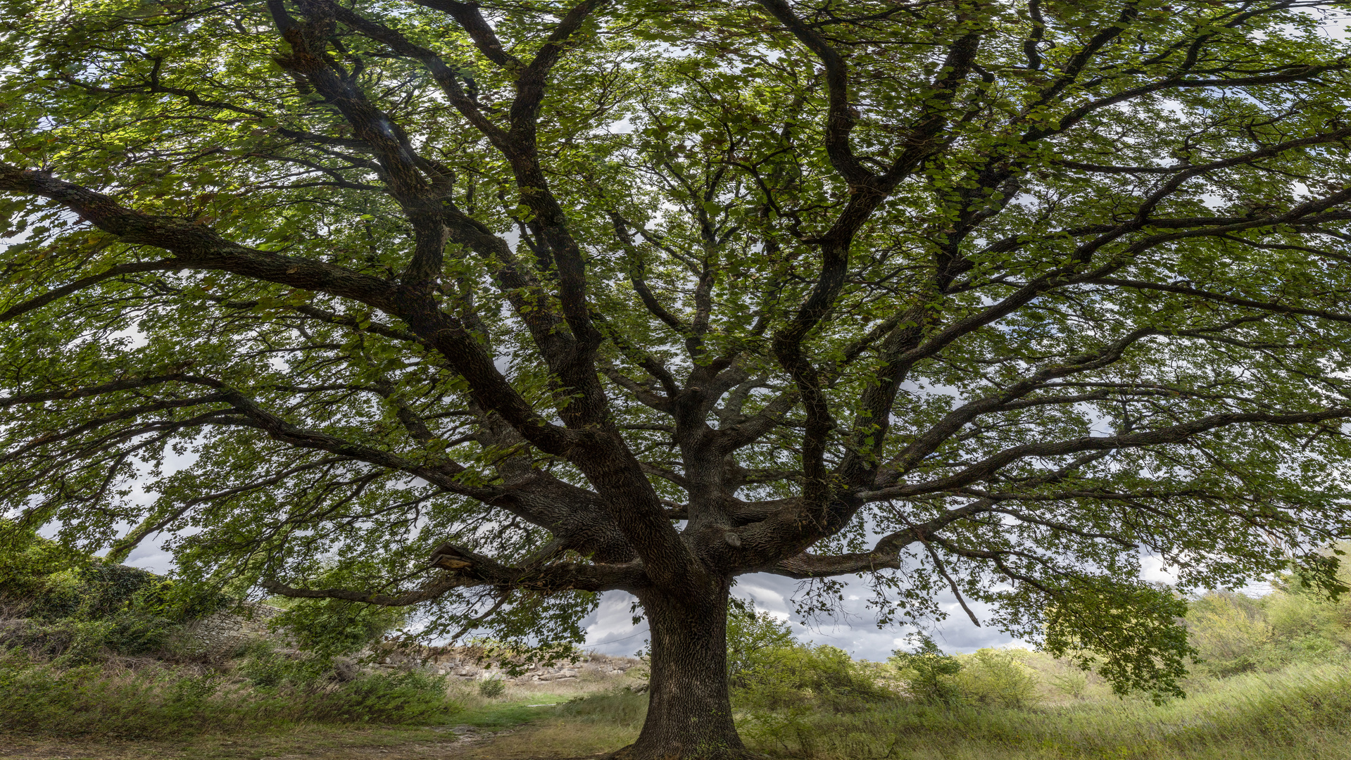 Le Chêne photo et image | nature, arbre, vert Images fotocommunity