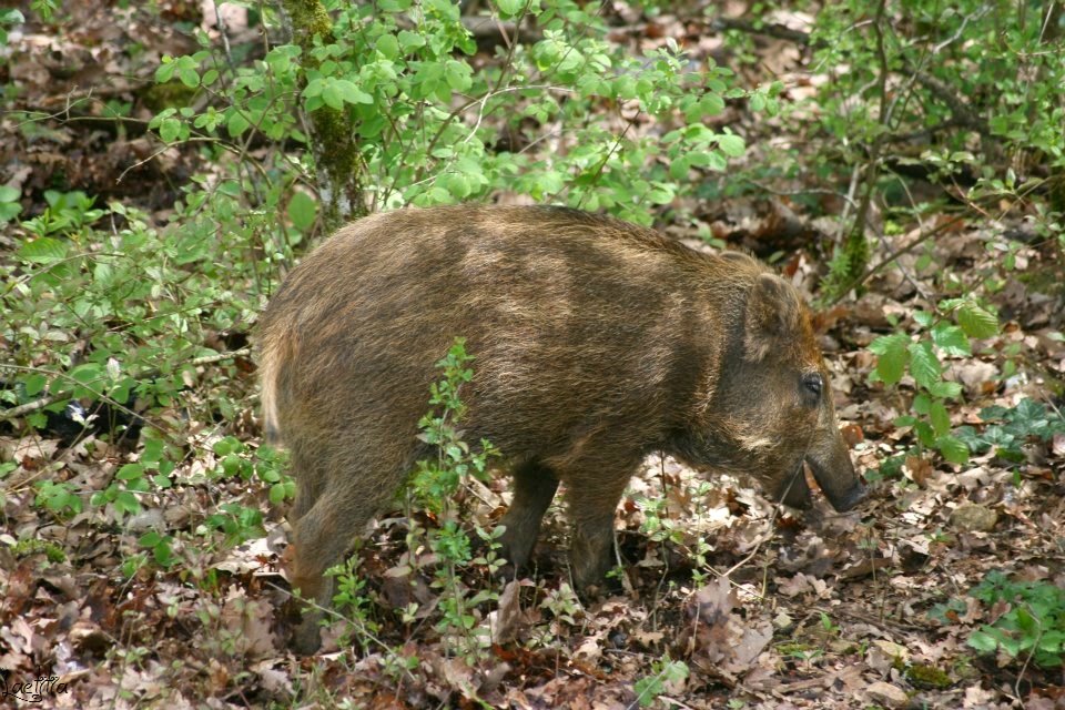 Le cochon qui rit photo et image | animaux, animaux sauvages, nature ...