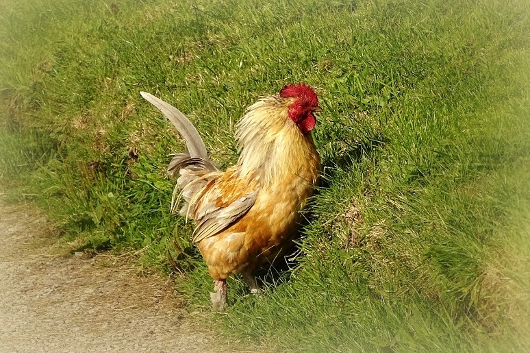 Le cocq ! photo et image | animations photographiques, exercices photo ...