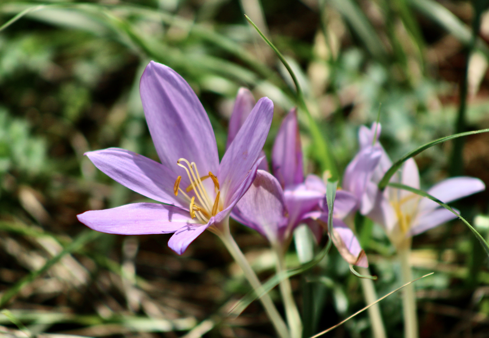 le colchique - die Herbstzeitlose !!!... Foto & Bild | fleurs, nature ...