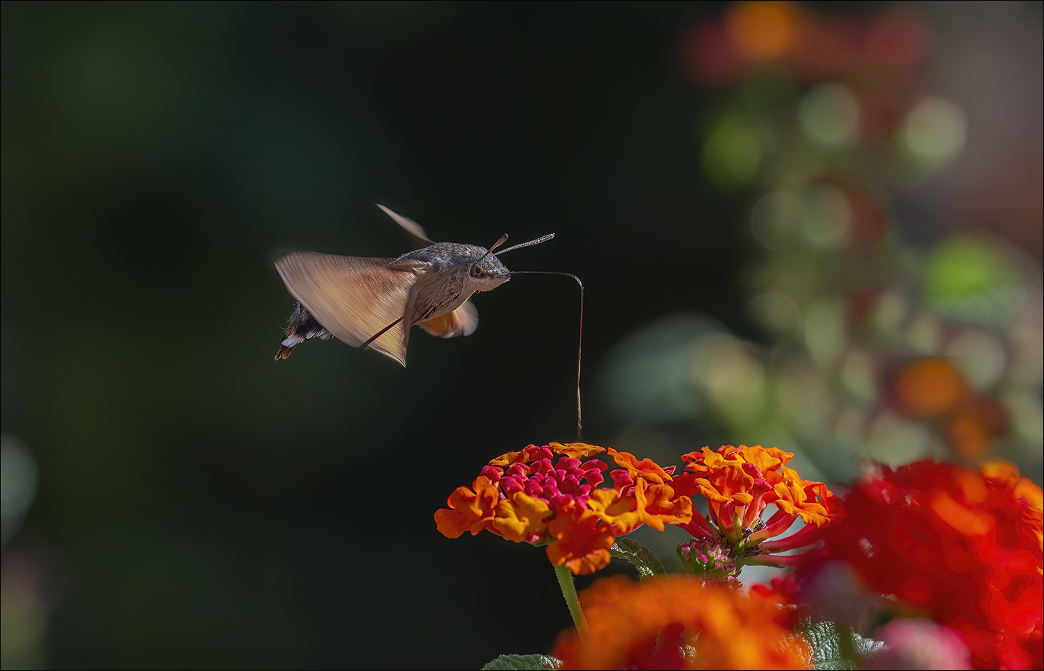 Le Colibri photo et image | nature, fleurs, papillon Images fotocommunity
