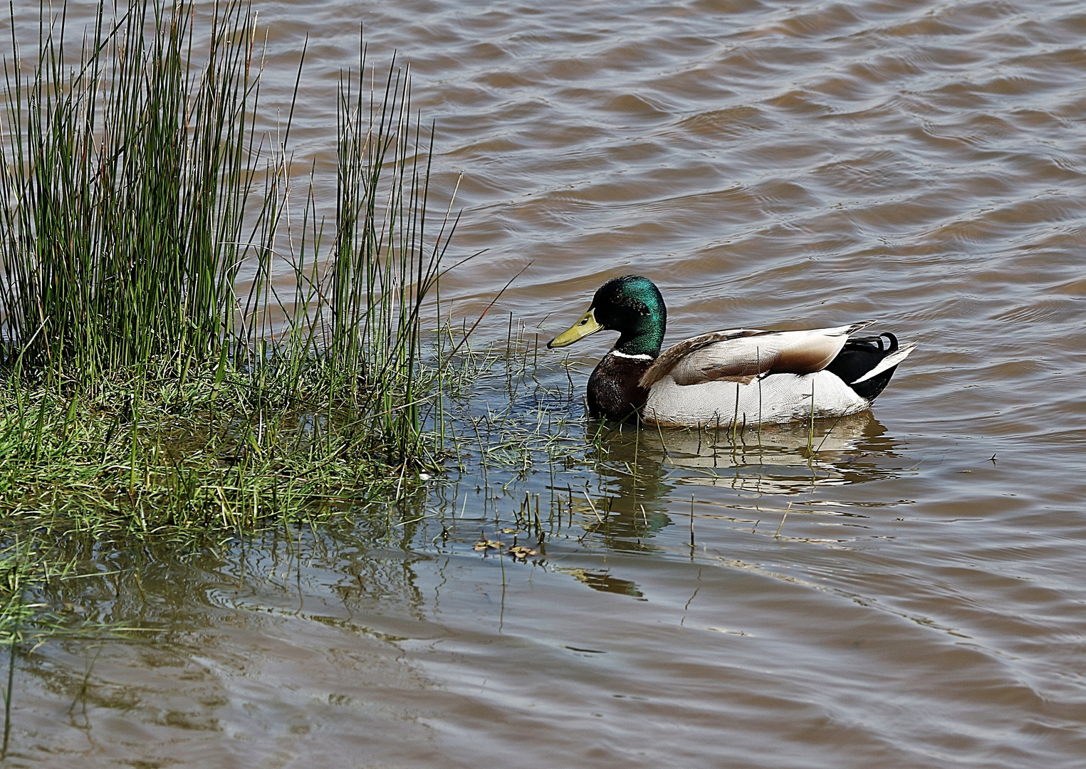 le colvert en balade ! photo et image | animations photographiques, un ...