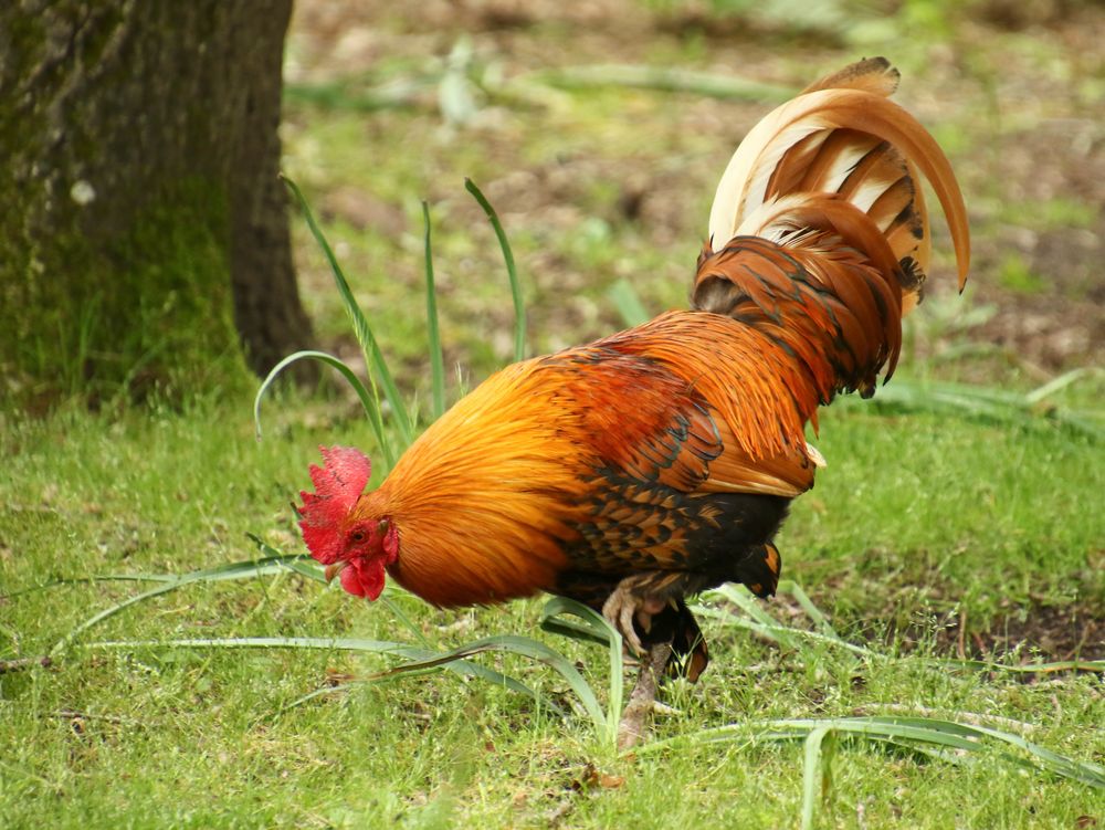 le coq en balade ! photo et image | animations photographiques, un jour ...