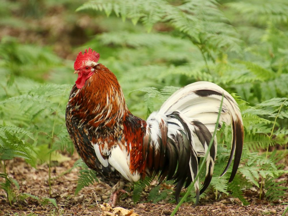 le coq en balade ! photo et image | animaux, animaux domestiques ...