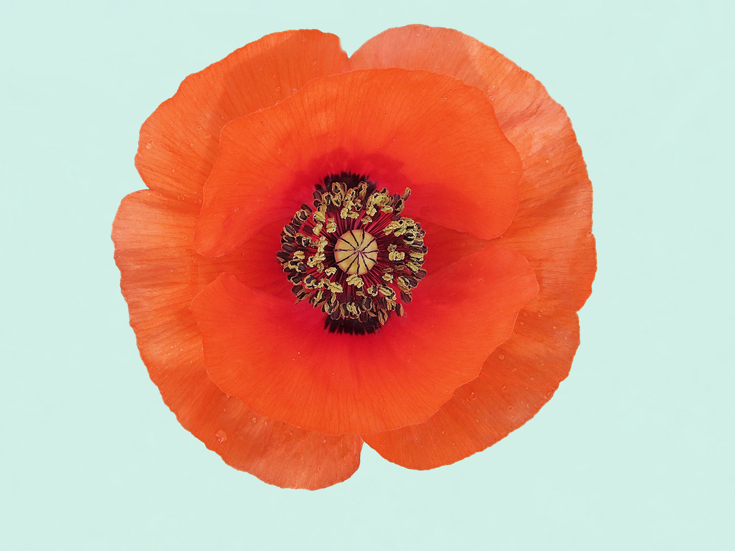 le coquelicot ! photo et image | macro nature, macro fleurs, nature ...