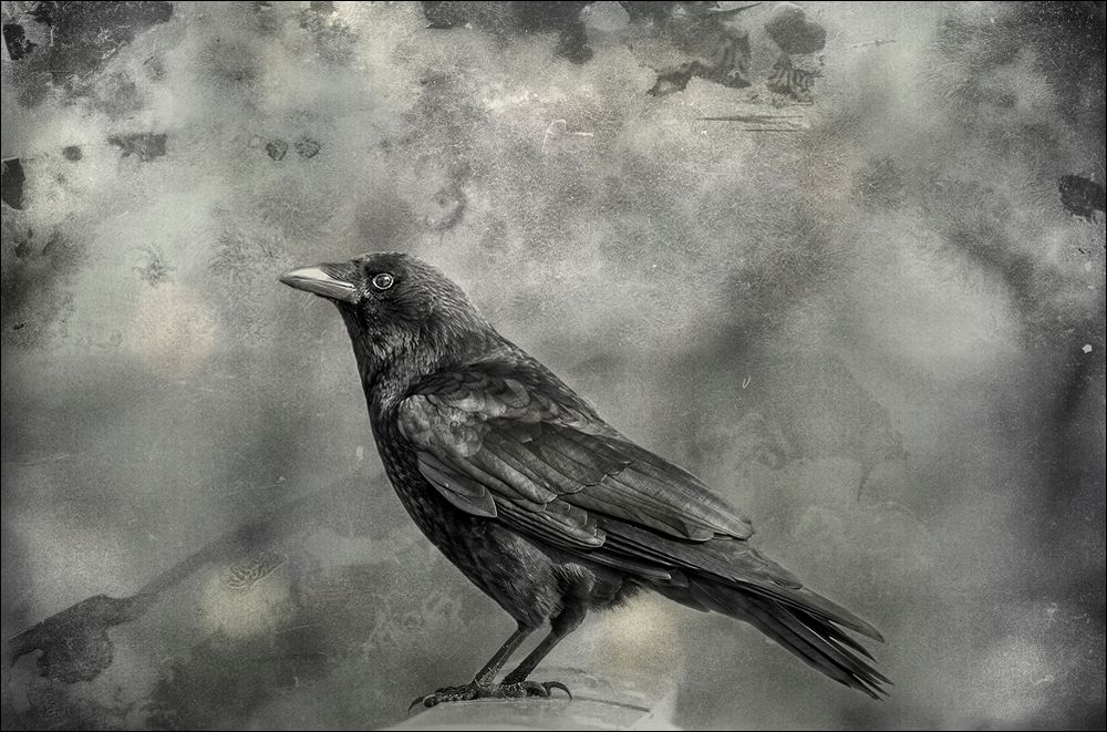 Le corbeau photo et image | corbeau Images fotocommunity