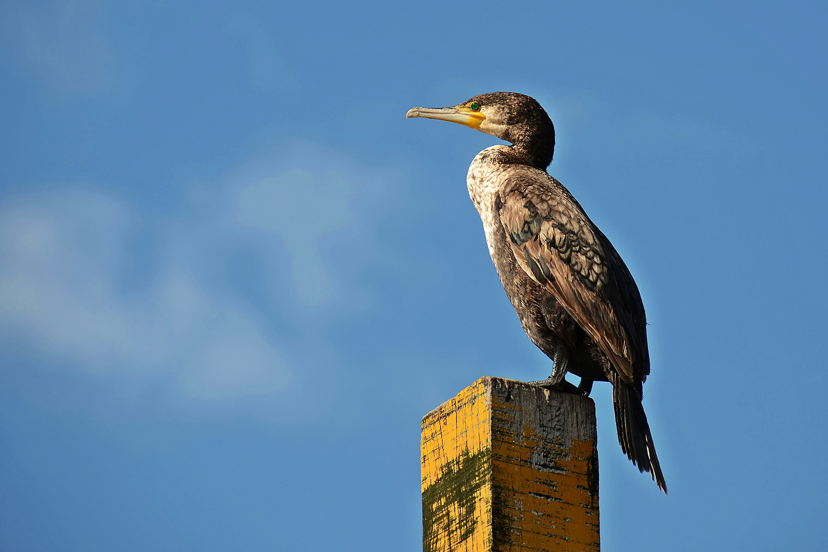 Le cormoran photo et image | animaux, animaux sauvages, oiseaux Images ...