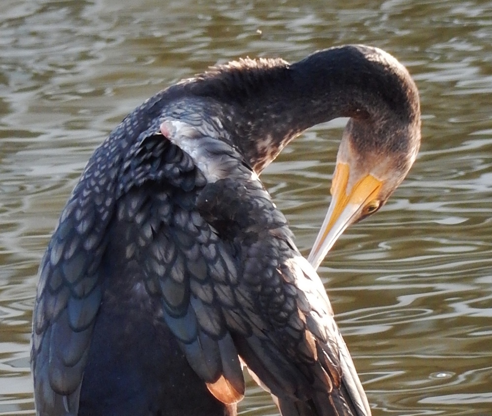 Le Cormoran photo et image | animaux, animaux sauvages, nature Images ...