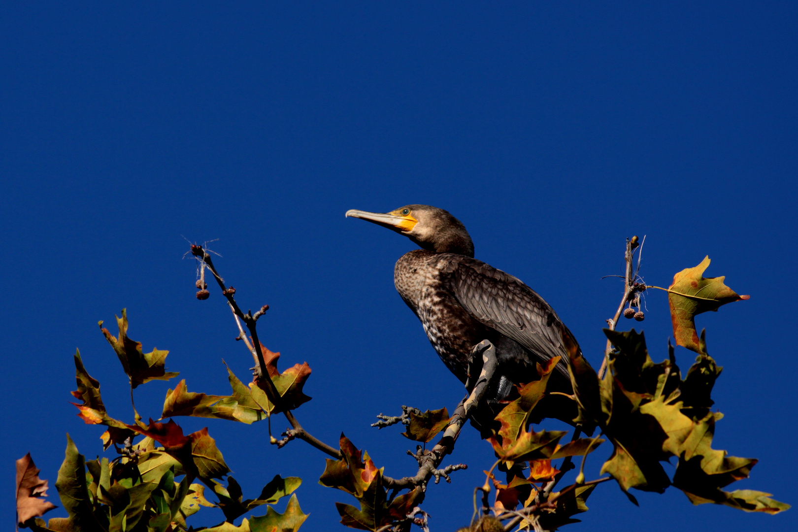 le Cormoran dans l'arbre photo et image | animaux, animaux sauvages ...