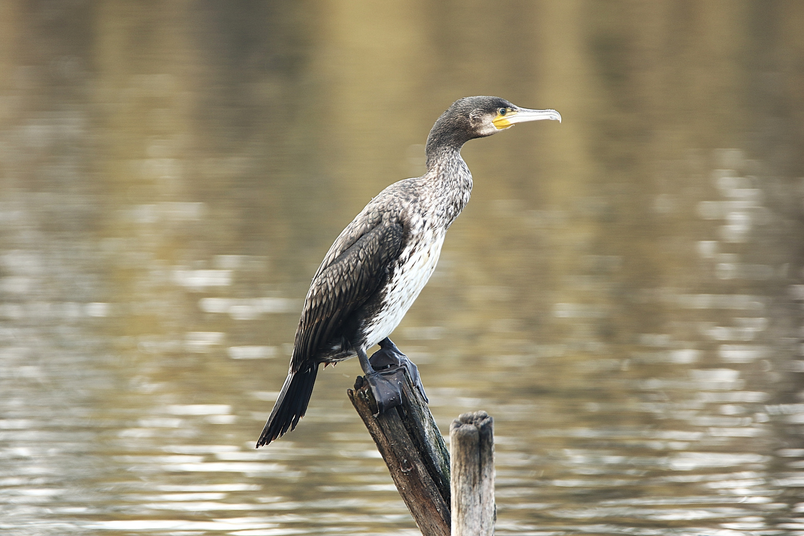 Le cormoran ! photo et image | animaux, animaux sauvages, nature Images fotocommunity