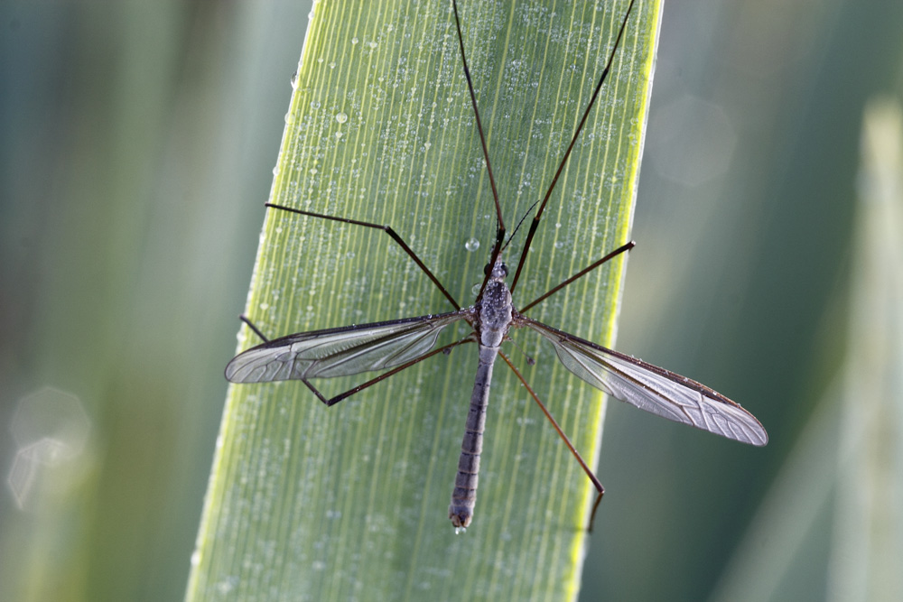 Le cousin !!!! photo et image | macro nature, macro insectes, nature ...