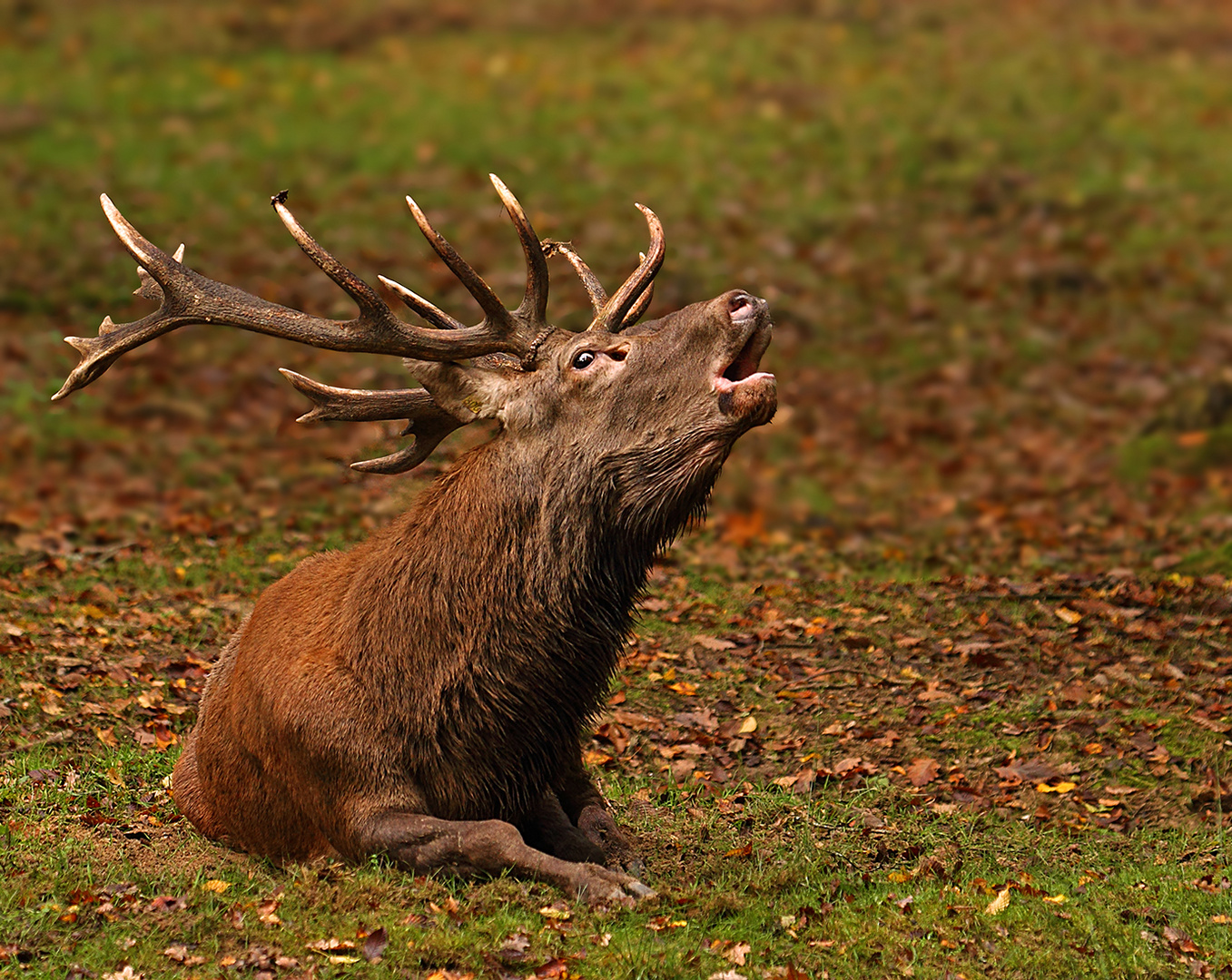 Le cri de la bête... photo et image | nature, animaux, animaux sauvages ...
