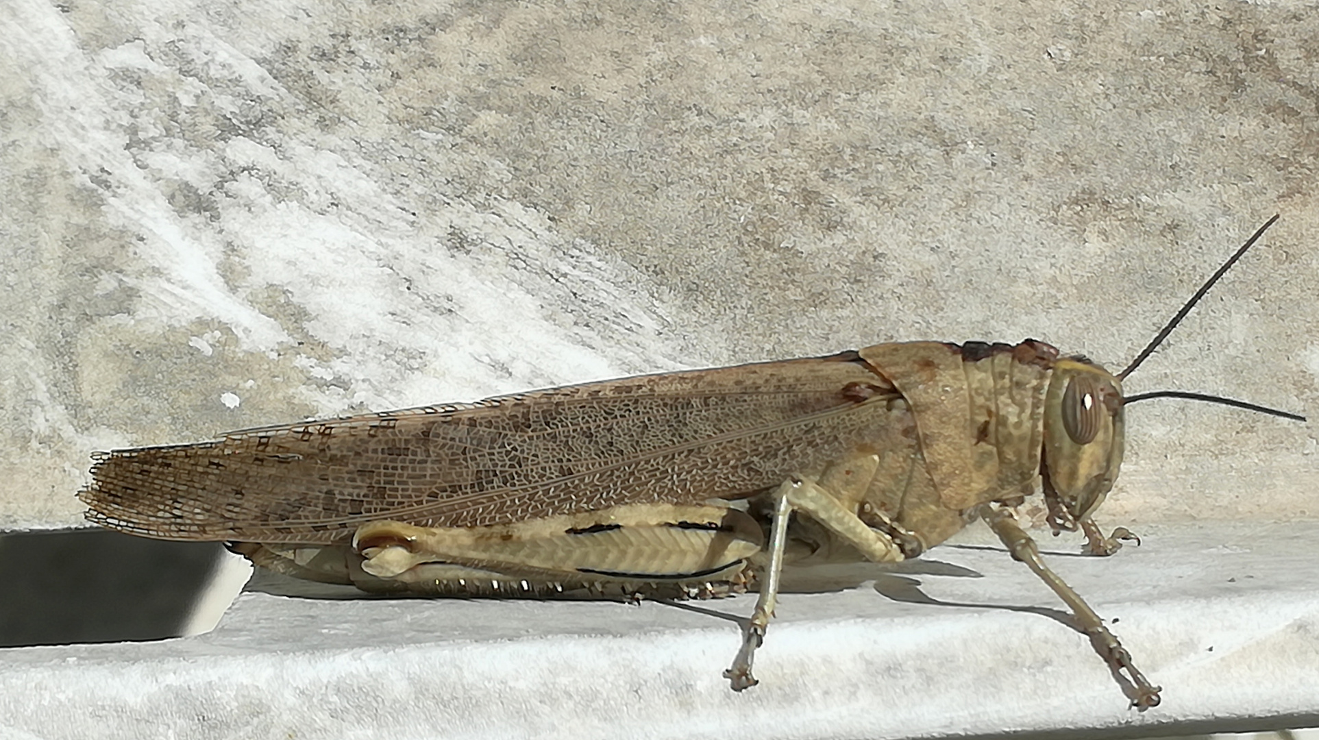 Le criquet .... photo et image | macro nature, macro insectes ...