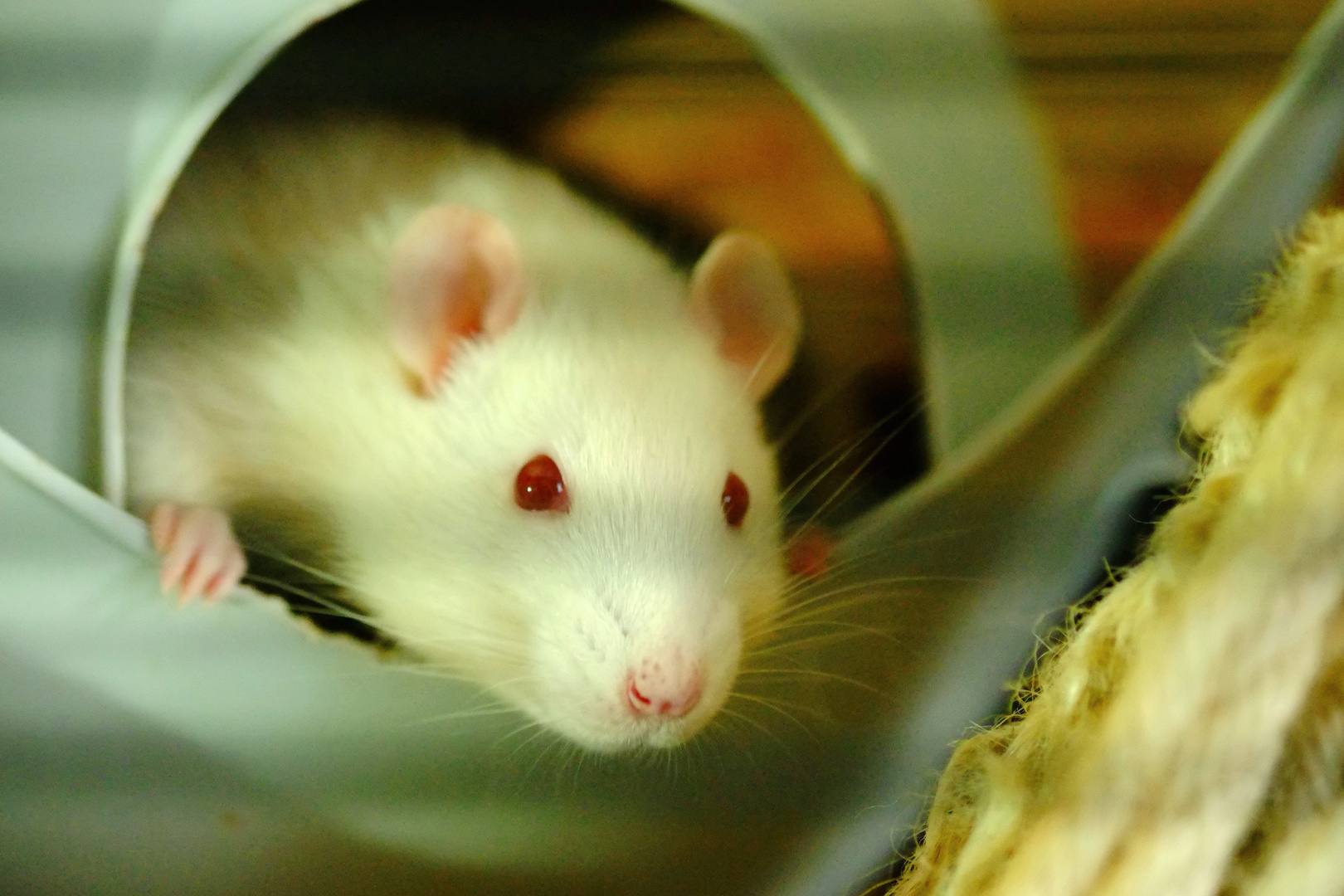 le curieux photo et image | nature, animaux, domestiques Images ...