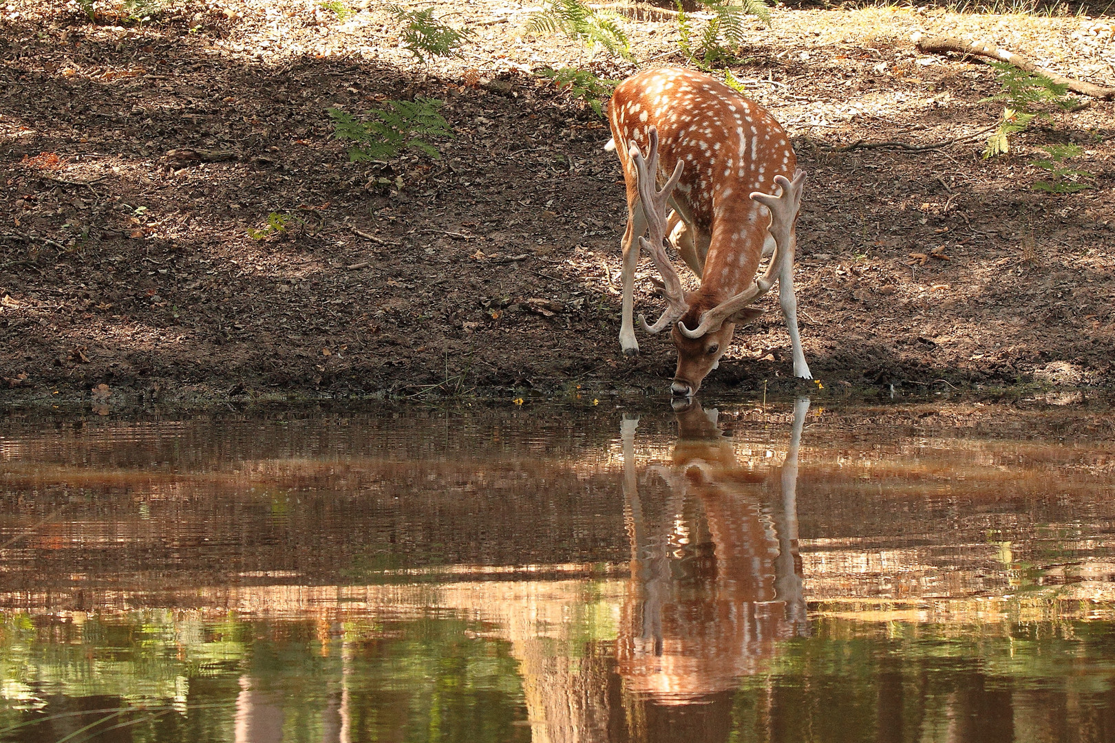 le Daim photo et image | nature, animaux, animaux sauvages Images ...