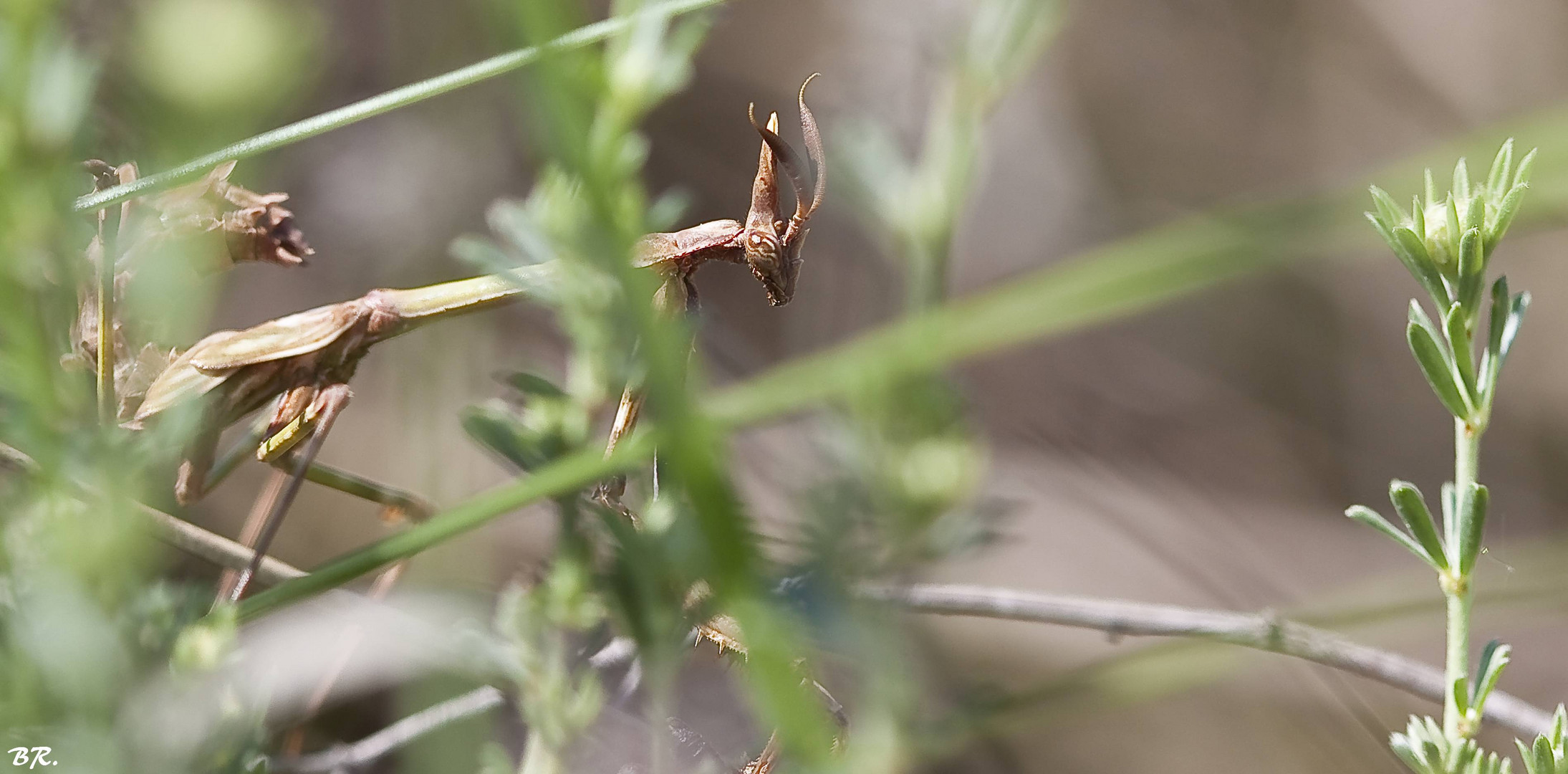 le diablotin photo et image | macro nature, macro insectes, papillons ...