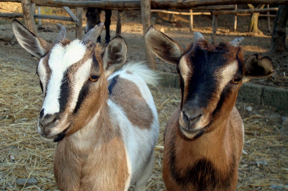 Le due caprette Foto % Immagini| animali, mammiferi allo stato libero ...