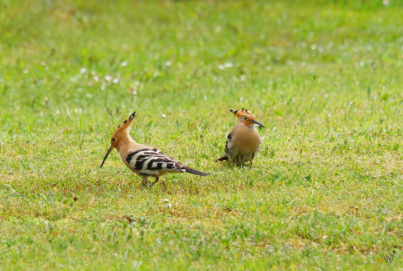 Le duo huppé .... photo et image | animaux, animaux sauvages, oiseaux ...