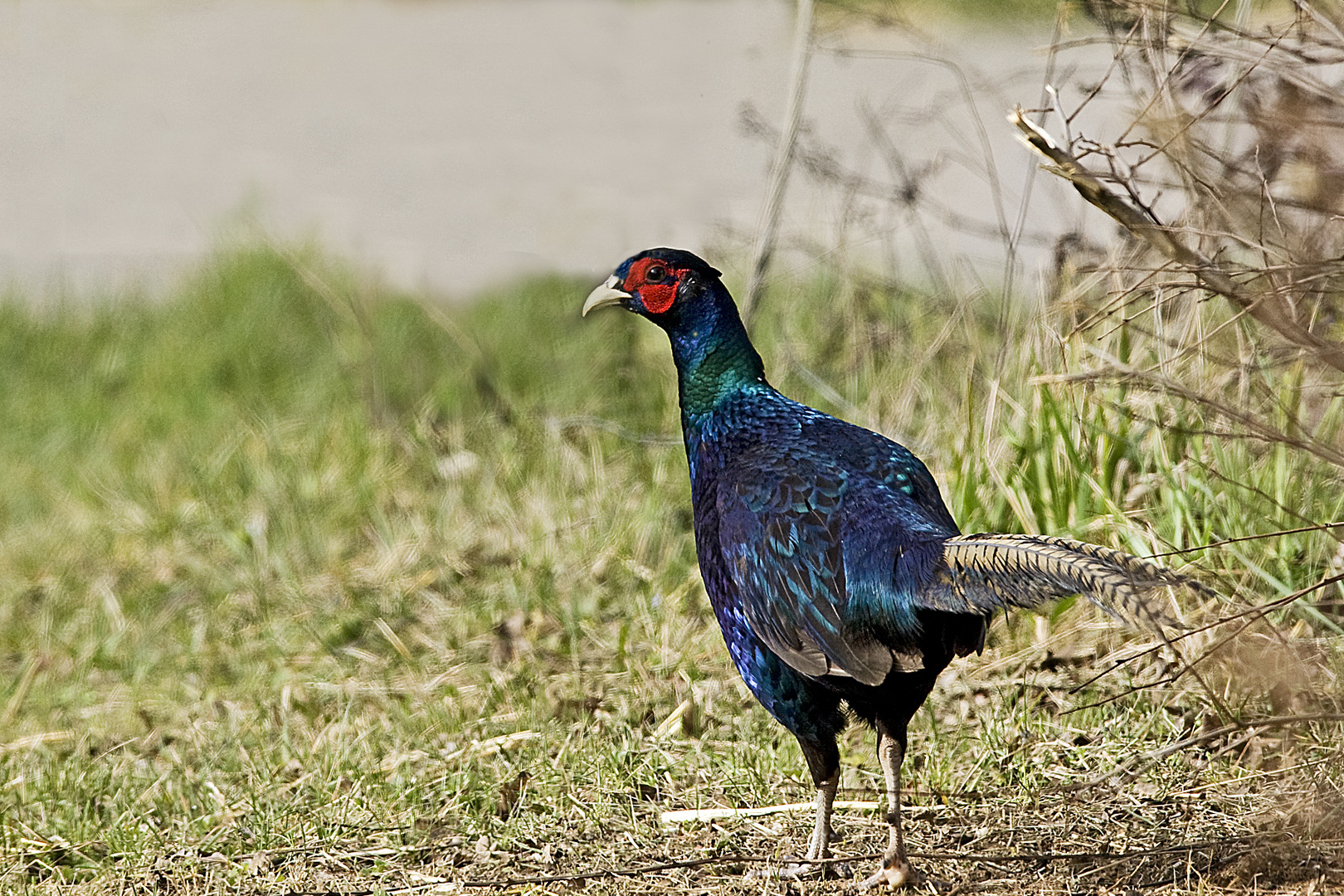LE FAISAN OBSCUR photo et image | visions artistiques, oiseaux, sujets ...