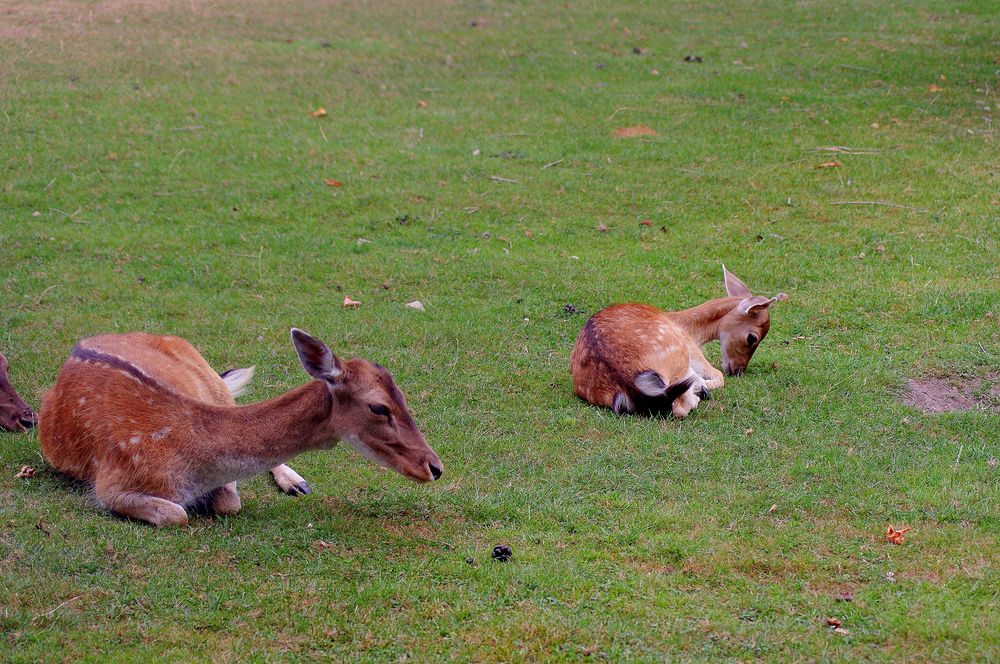 Le Faon photo et image | animations photographiques, exercices photo ...