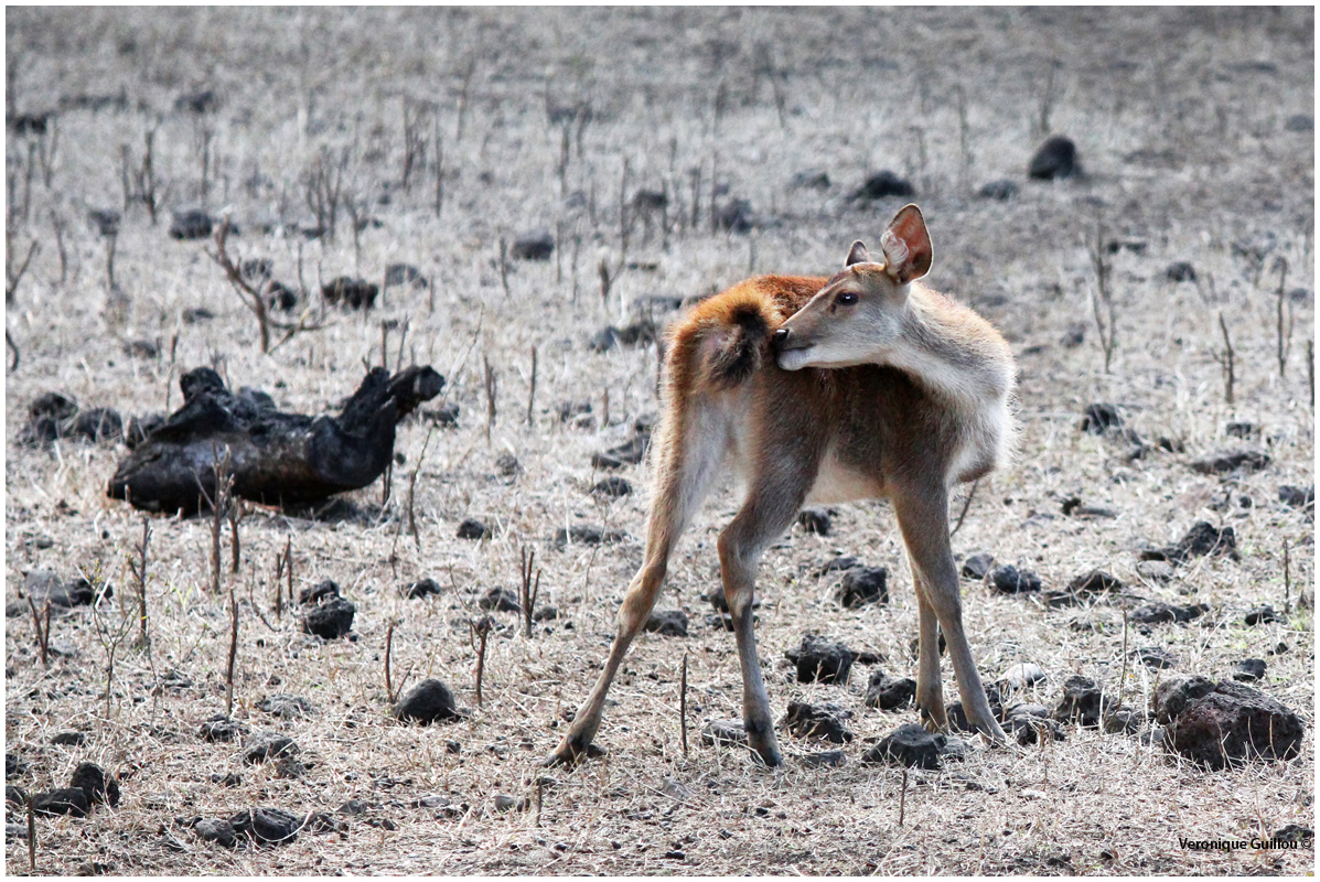 LE FAON photo et image | animaux, zoo et animaux en captivité, faon ...